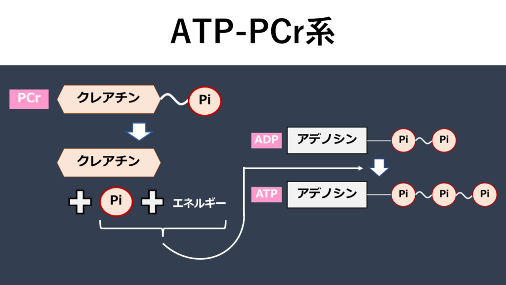 25｜ウォーミングアップの概要＆パフォーマンス向上メカニズム - 理学療法士のS&Cブログ 中田 開人